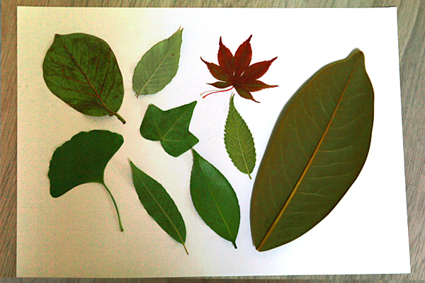 나뭇잎 반쪽 그리기, 나뭇잎 본 뜨기